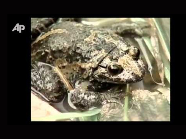 Extinct frog declared 'living fossil' after being found ‘alive and well ...