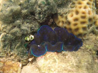 Spawning giant clams for livelihood | Inquirer Business