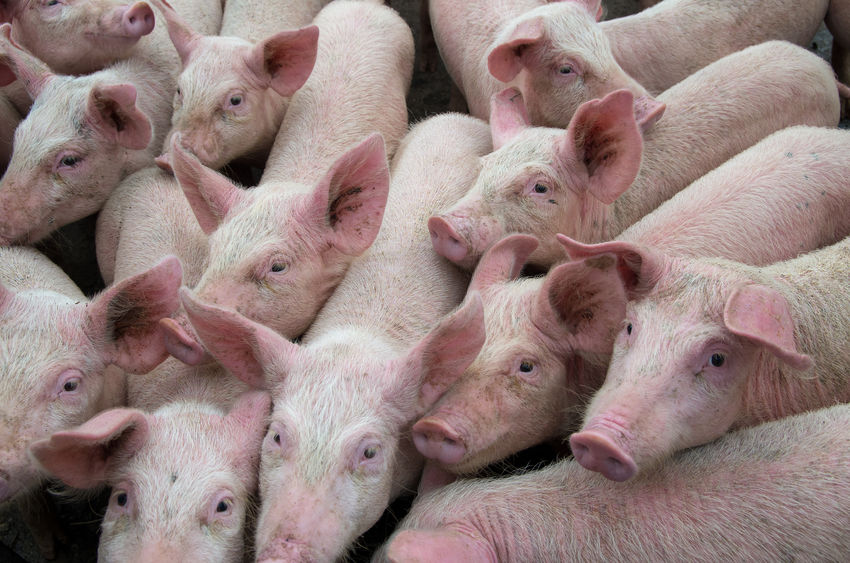 Despite ASF threat, PH hog industry sees better 2024