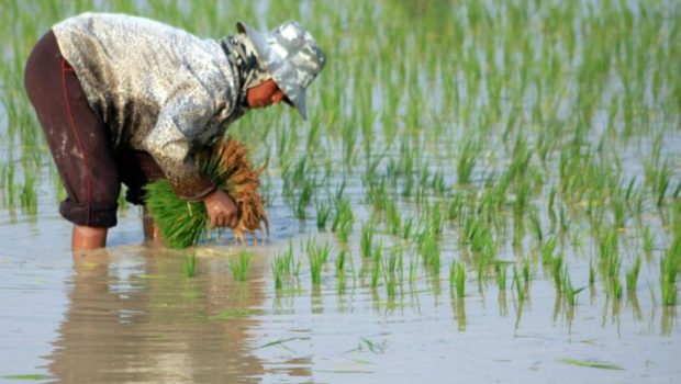 Training, education key to uplifting farmers, fisherfolk | Inquirer ...
