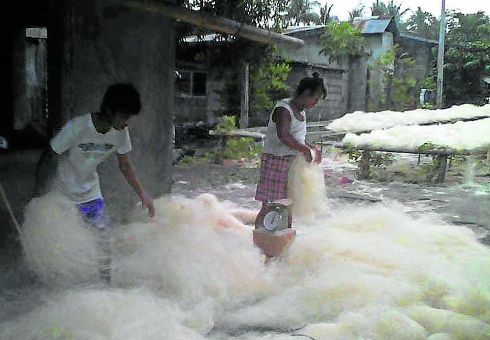 PH abaca production up 10% in ’21 | Inquirer Business