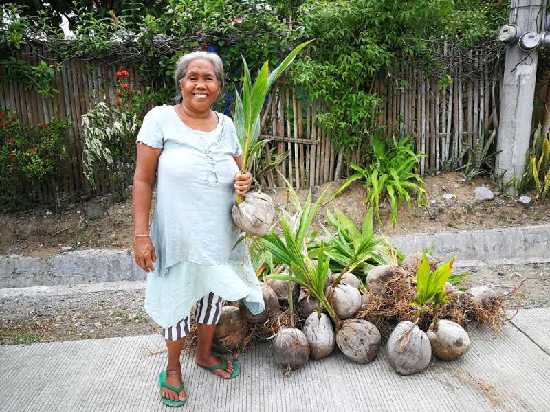 Century Pacific Food donates seedlings to coconut farmers in Mindanao ...