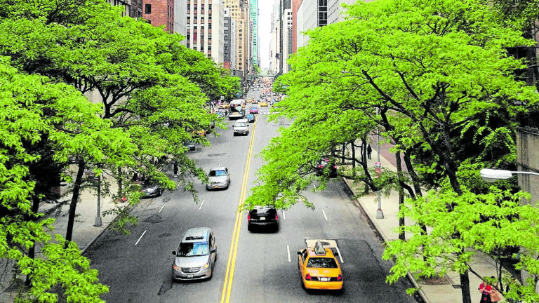 Why we need to plant native Philippine trees | Inquirer Business