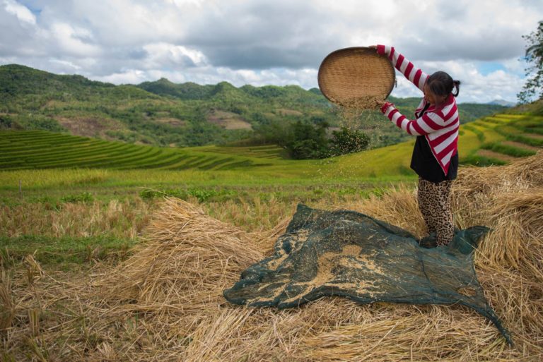 October launch of Masagana rice programs eyed | Inquirer Business
