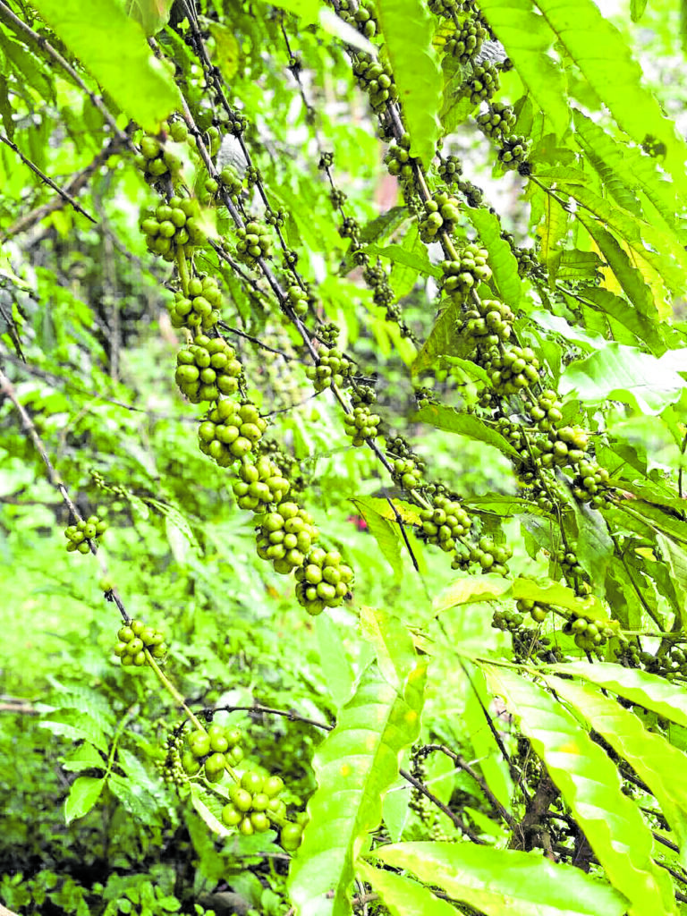 Kaingin farmers turn new leaf as forest conservators | Inquirer Business