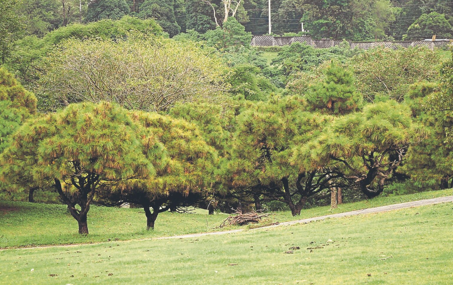 Ayala Land unveils its new eco-tourism estate in Nasugbu Batangas; inks ...