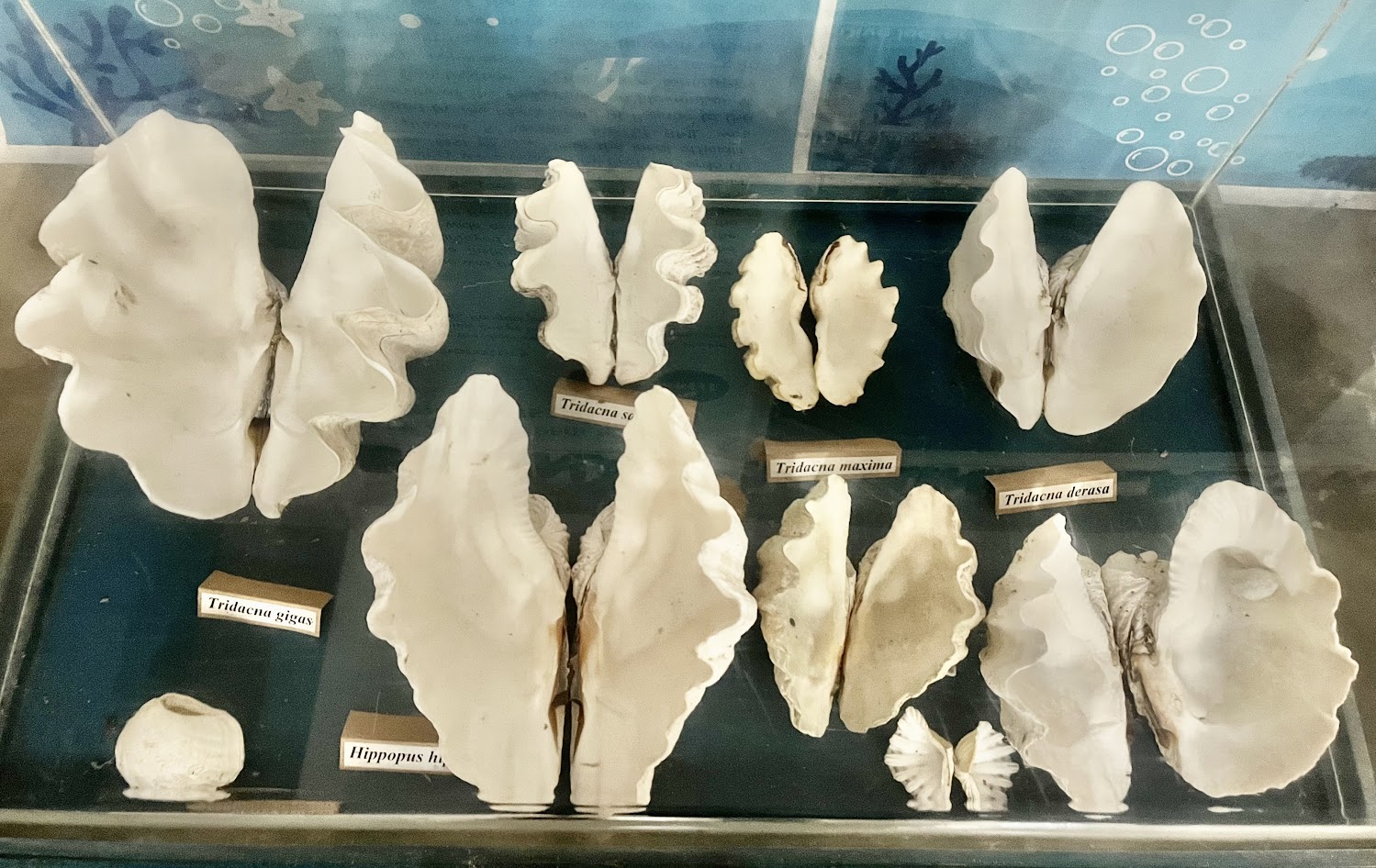 Therma Luzon, Inc launched the 'Giant Clam Conservation Project' as ...