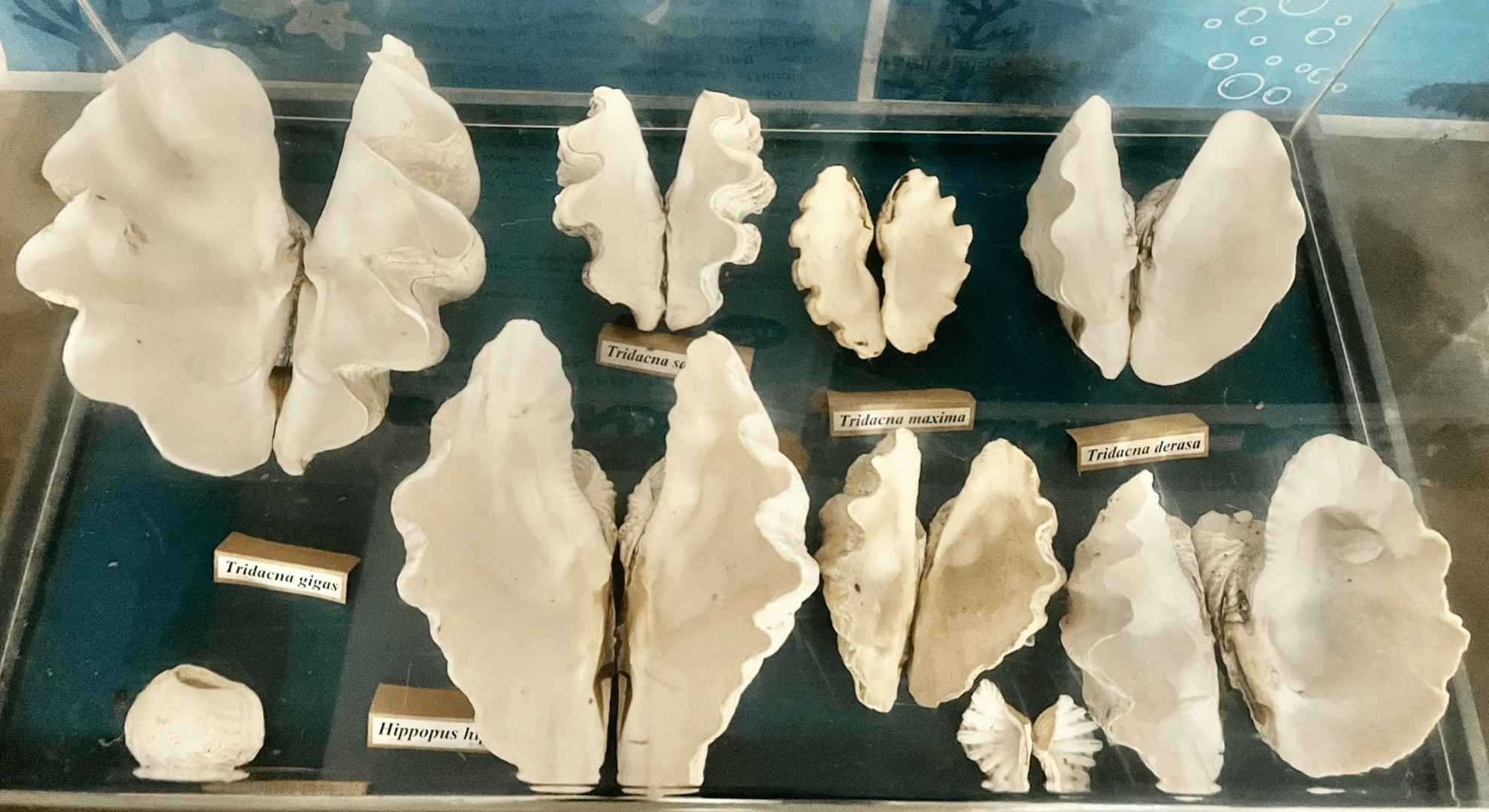 Therma Luzon, Inc launched the 'Giant Clam Conservation Project' as ...