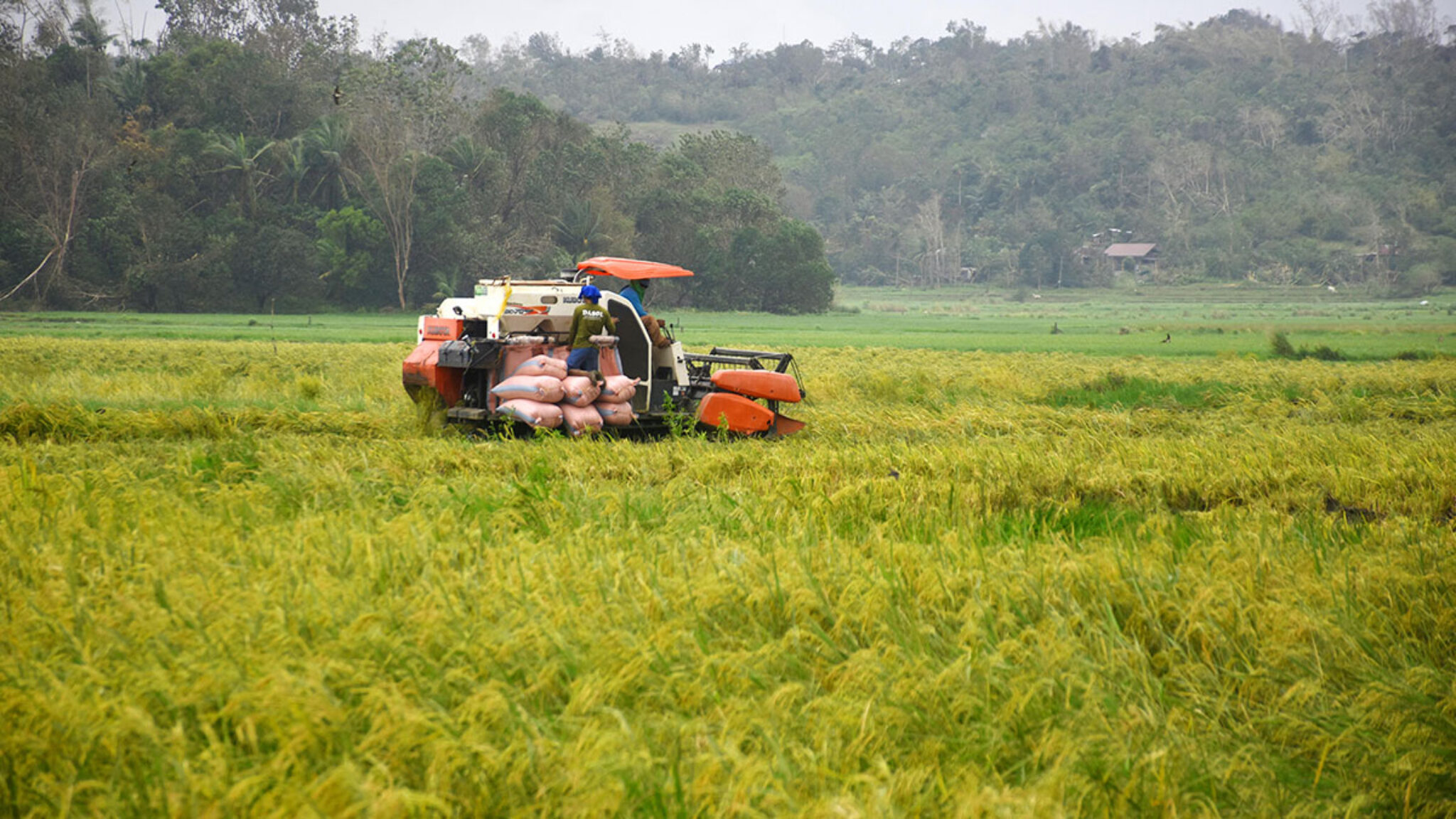 DA recommends gradual hike of tariff on imported rice
