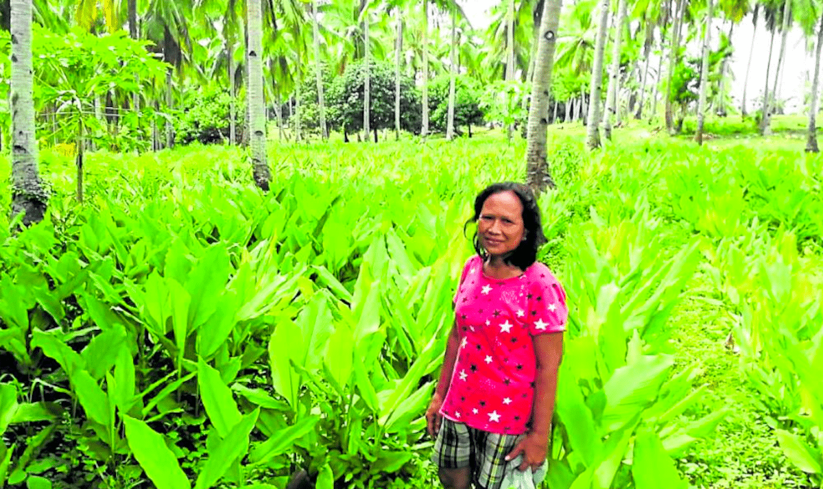 Structure, budget needed for intercropping strategy