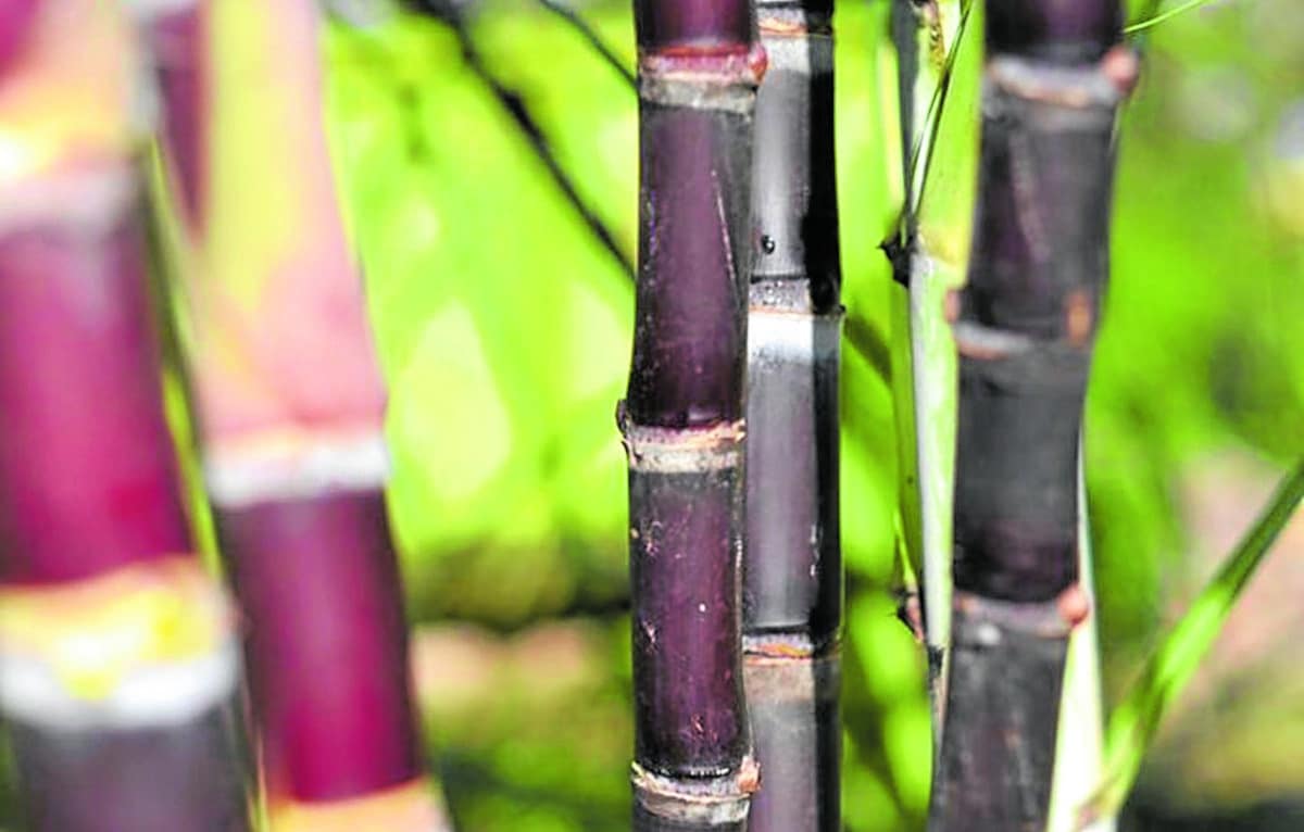 Bigger war chest secured to modernize Philippine agriculture